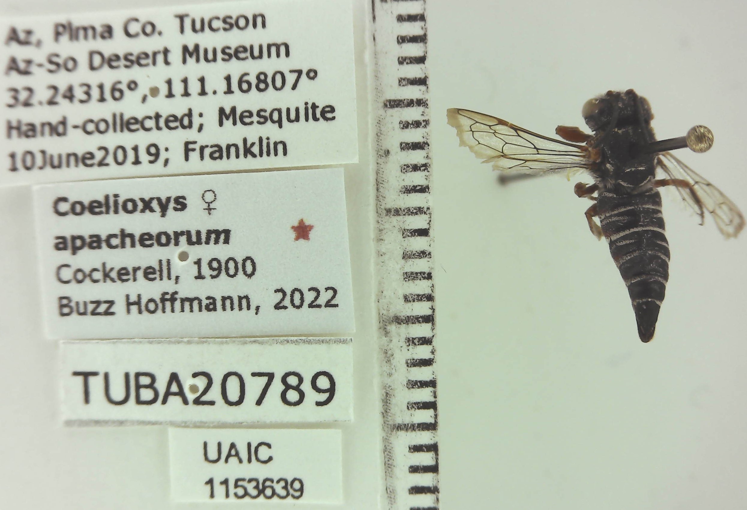 The UAIC specimen repository – Tucson Bee Collaborative